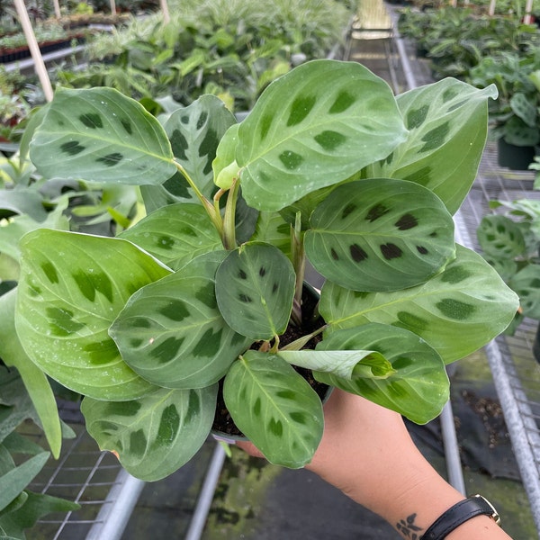 Variegated Maranta Beauty Kim - Etsy