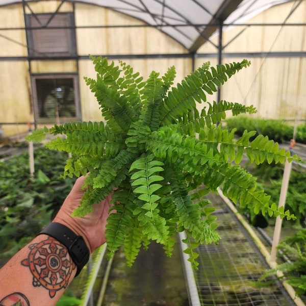 Miniature Fern - Etsy