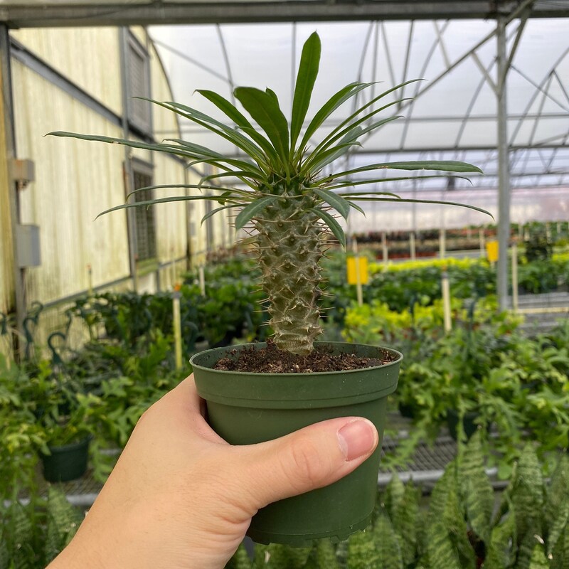 Madagascar Palm - Etsy