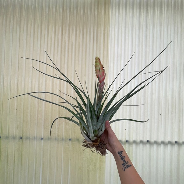 Large Air Plant - Etsy