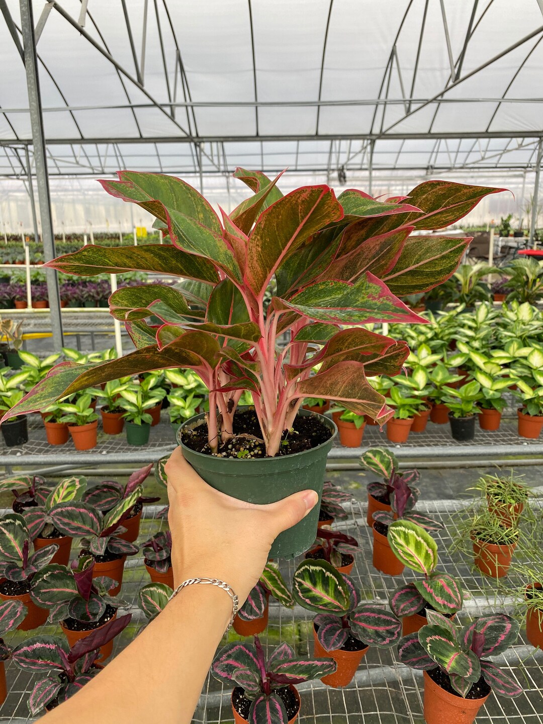 Aglaonema creta Planta viva de interior fácil de cultivar (maceta de 6 ...