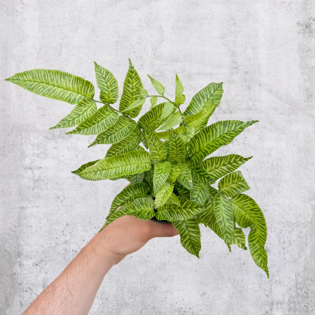 Golden Zebra Fern (coniogramme Emeiensis) 3.5” Pot | Live Plant | RARE ...