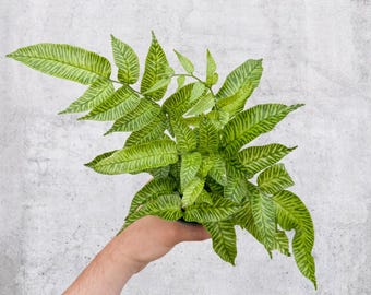Coniogramme Emeiensis Golden Zebra Bamboo Fern 2" Starter Pot - Etsy