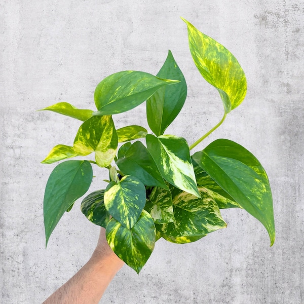Golden Pothos Plant - Etsy