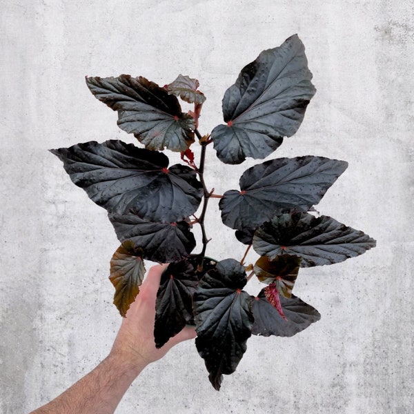 Begonia Plant - Etsy