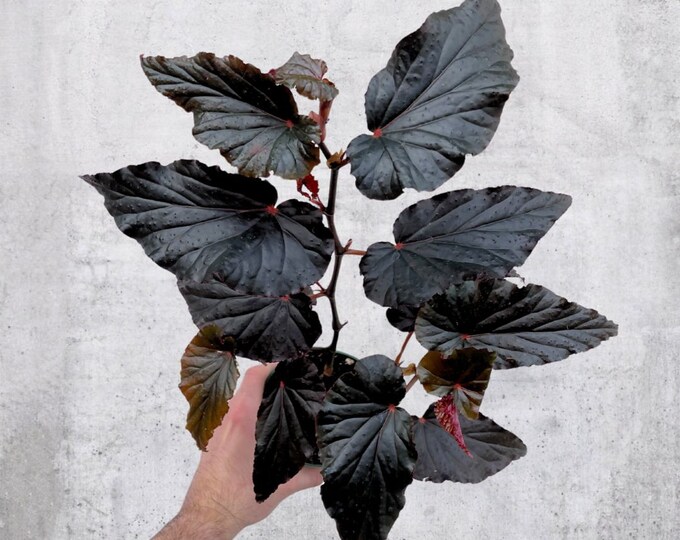 Begonia Grey Feather - Etsy