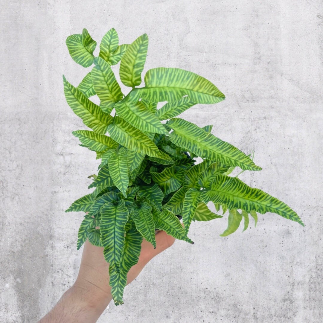 Golden Zebra Fern coniogramme Emeiensis 4 Pot Live Plant RARE - Etsy