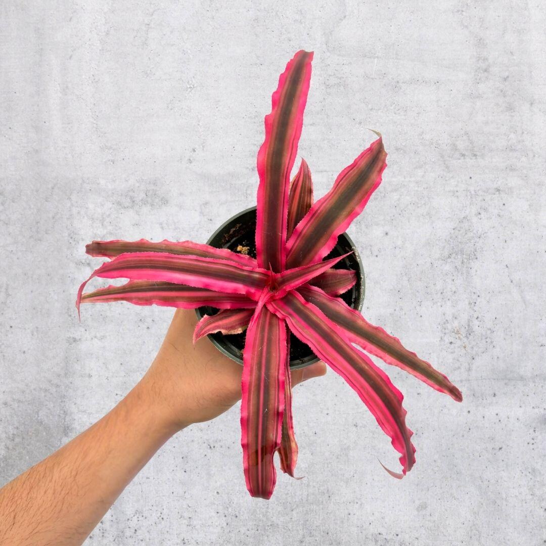 Pink Earth Star Cryptanthus: Rare Tropical Plant in 4" Pot - Etsy