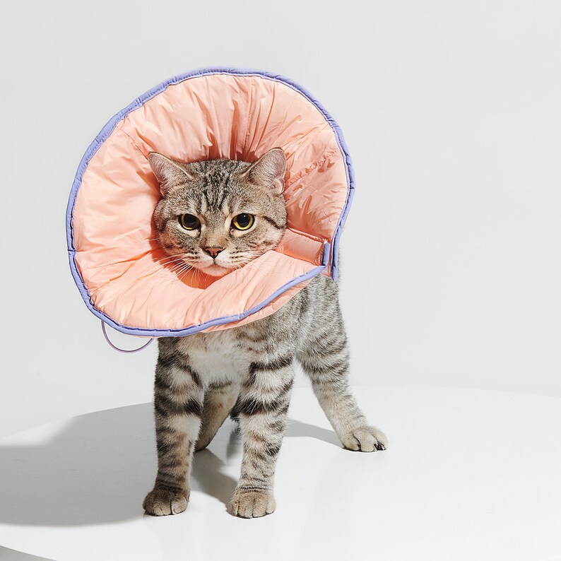 R3 Elizabethan Collar | Recovery Collar | Elizabethan Cone - Etsy