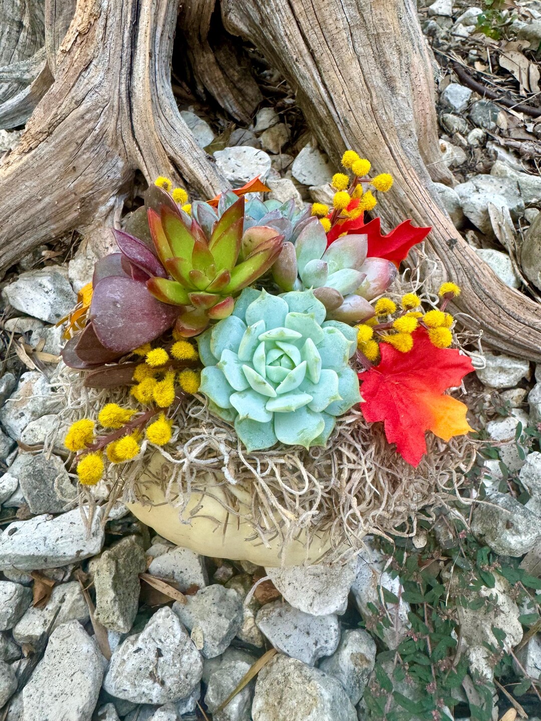 Succulent Pumpkins- Fall Pumpkin Decor- Live Succulents on Pumpkin ...