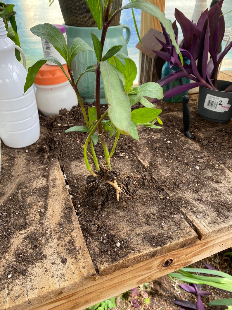 3 Mexican Petunia Cuttings Ruellia Perennial With Roots Ready to ...