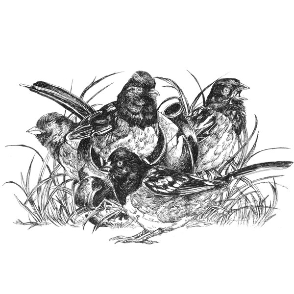 Towhee - Etsy
