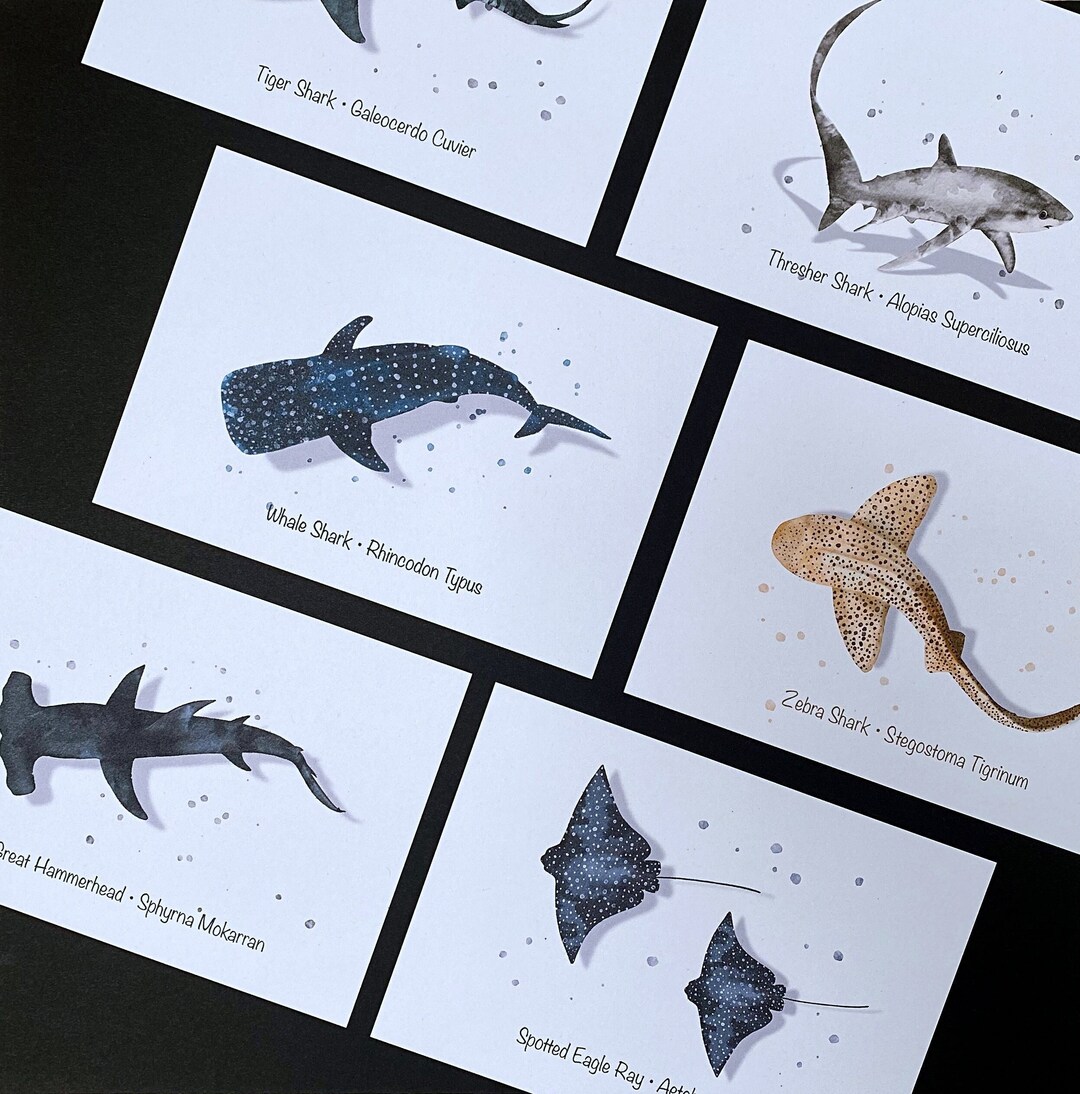 Shark & Ray Postcard Set A6 | Greeting Card | Ocean Wall Art | 100% ...