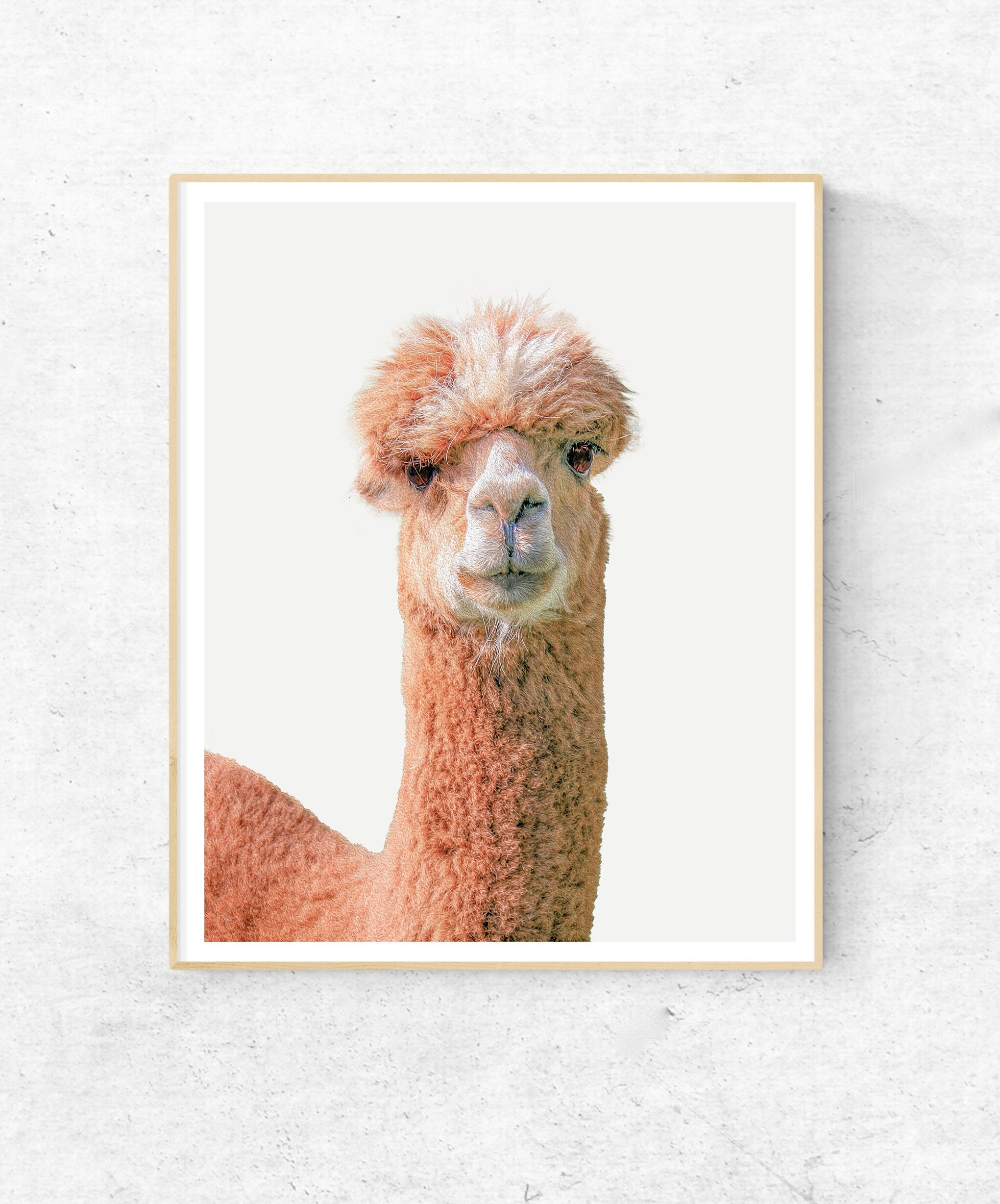 Alpaca Digital Download, Color, Printable Wall Art - Etsy
