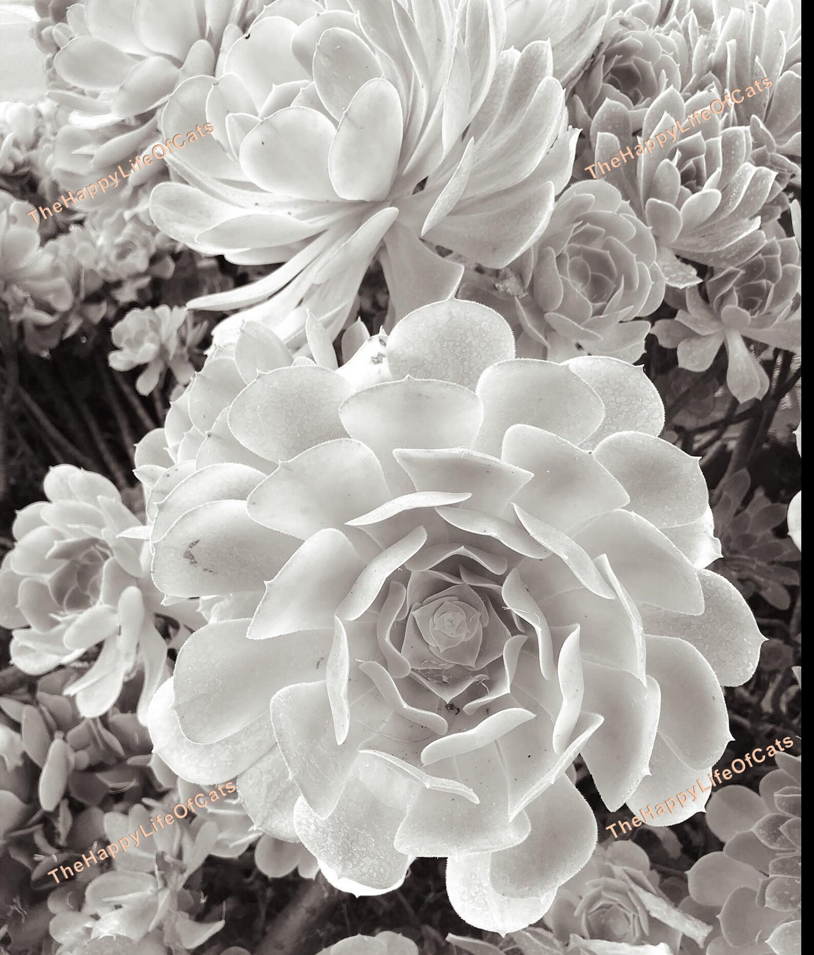 Digital Art, Printable Wall Art, Black & White Photography, Sepia ...