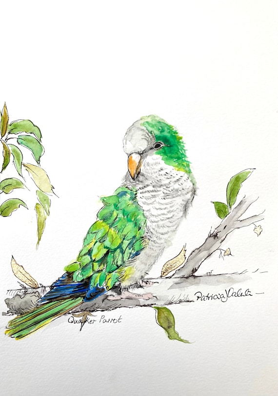 ORIGINAL WATERCOLOUR Bird Painting Quaker PARROT | Etsy