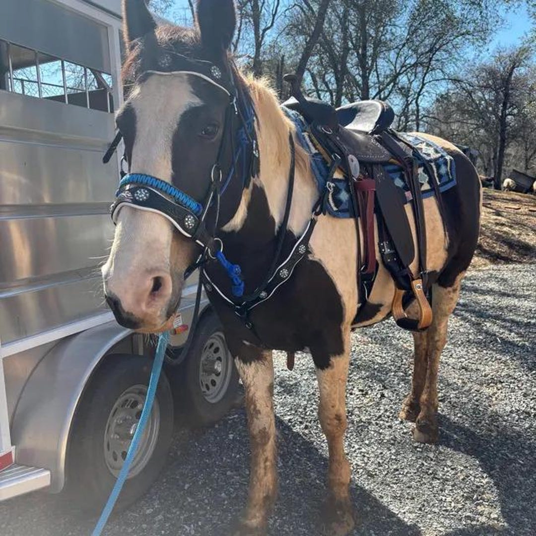 Sidepull Bitless Leather Horse Bridle Tack Dressage for Equestrian ...