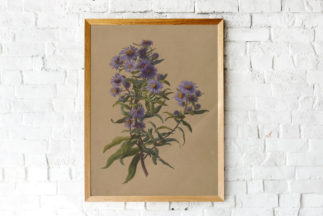 Vintage Aster Flower Print: Botanical Illustration (digital Download ...
