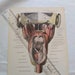 Back Side of Head Diagram Dissection Anatomy Drawing Vintage Medical ...