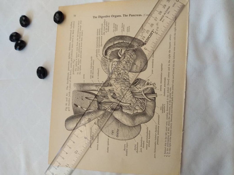 Pancreas Digestive Organs Diagram Dissection Anatomy Drawing - Etsy