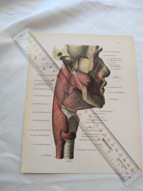 Back Side of Head Diagram Dissection Anatomy Drawing Vintage | Etsy