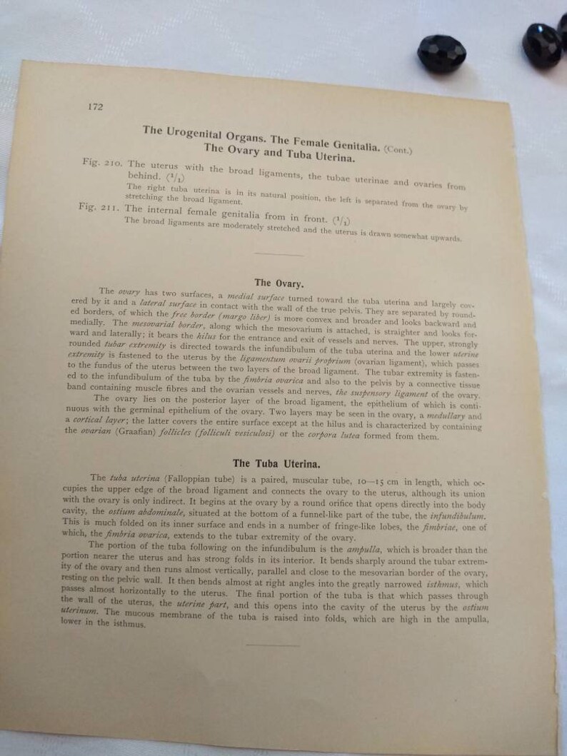 Nudity Female Genitalia Cross Diagram Dissection Anatomy - Etsy