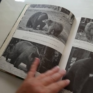 The World of the Black Bear Guide Book Library Vintage Antique Manual ...