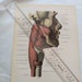 Back Side of Head Diagram Dissection Anatomy Drawing Vintage Medical ...