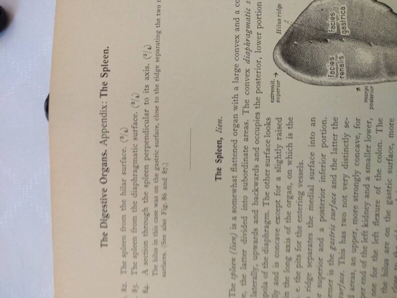 Pancreas Digestive Organs Diagram Dissection Anatomy Drawing - Etsy