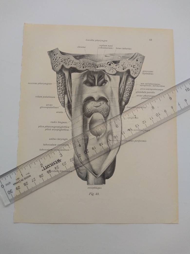 Troat Trachea Cross Diagram Dissection Anatomy Drawing Vintage - Etsy