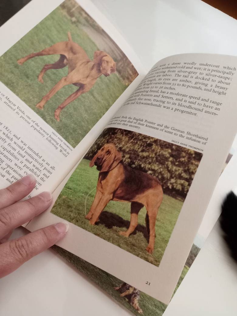 Know Your Setters and Pointers Book Library Vintage Antique - Etsy