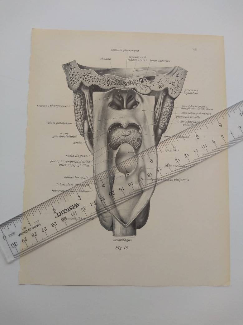 Troat Trachea Cross Diagram Dissection Anatomy Drawing Vintage - Etsy