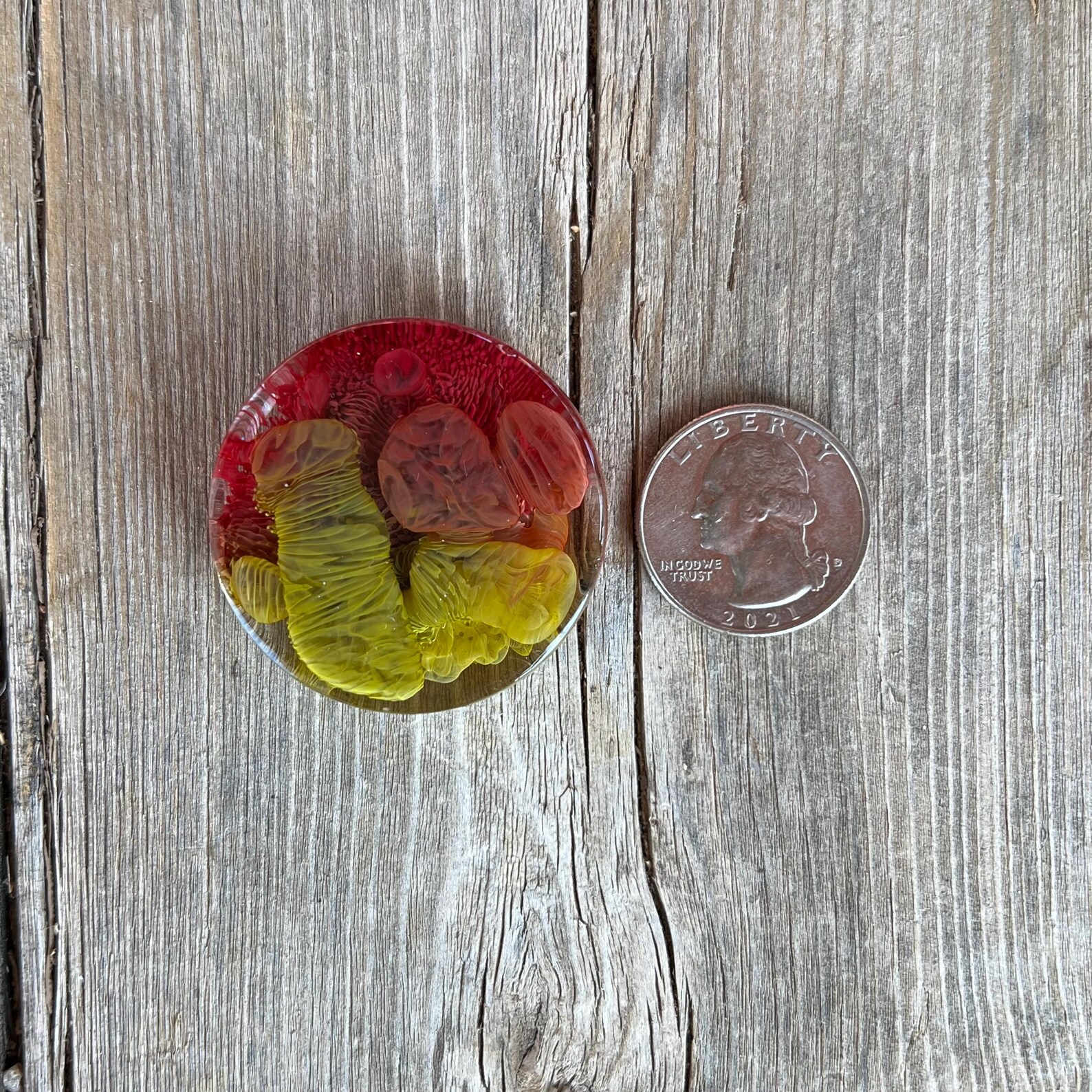 1.5” Olive and Cranberry Petri Resin Magnet | Petrified Clouds - Etsy