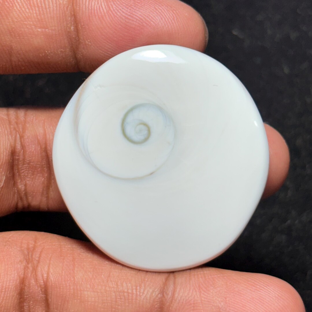 Amazing Shiva Eye Shell Gemstone Natural Shiva Eye Shell Cabochons ...