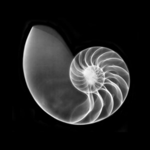 Award Winning Chambered Nautilus X-ray Wall Art This Seashell is an ...