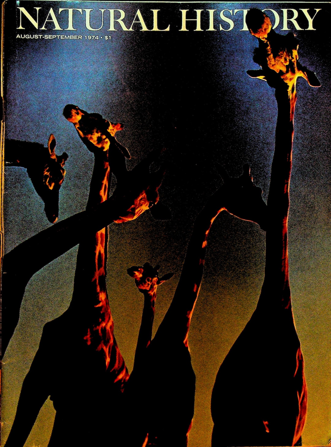 Natural History Magazine August 1974 Giraffes Historic Ship Tijger Sea ...