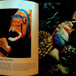 Oceani #10 Jacques Cousteau Sea Fish Book - Etsy