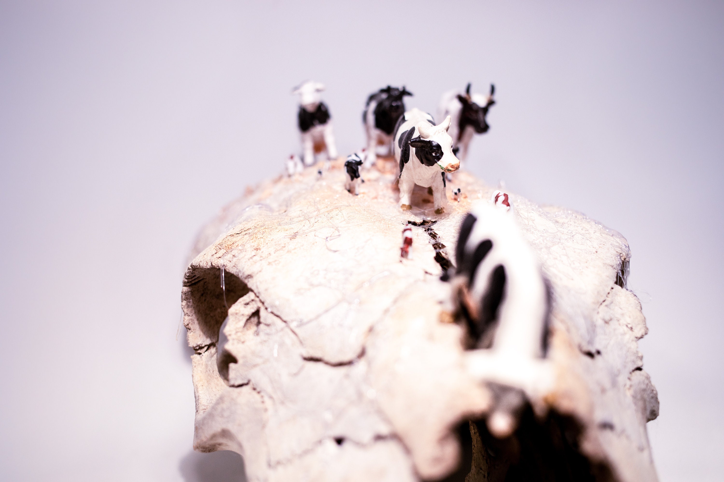 Cow Skull Cemetery - Etsy
