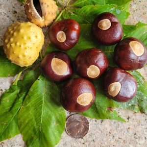 Ohio Buckeye Nuts: Natural Crafting Supplies, Lucky Charms - Etsy