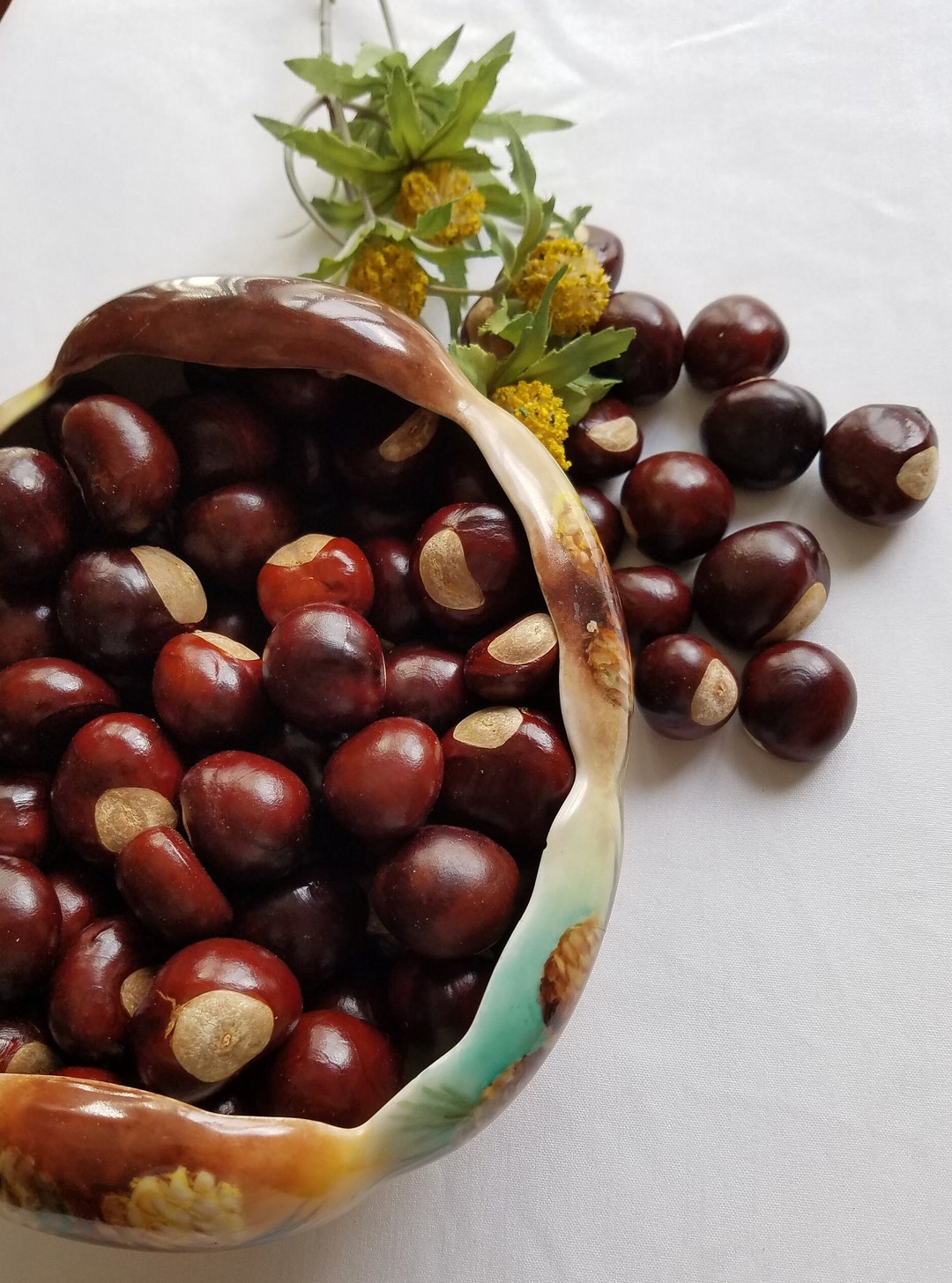Bulk Ohio Buckeye Seed / Buckeye Nut - Mixed Shape Size - Etsy