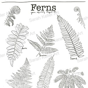 Ferns Colouring Sheet/ PNW Art/woodland Art/ Coloring Sheets - Etsy