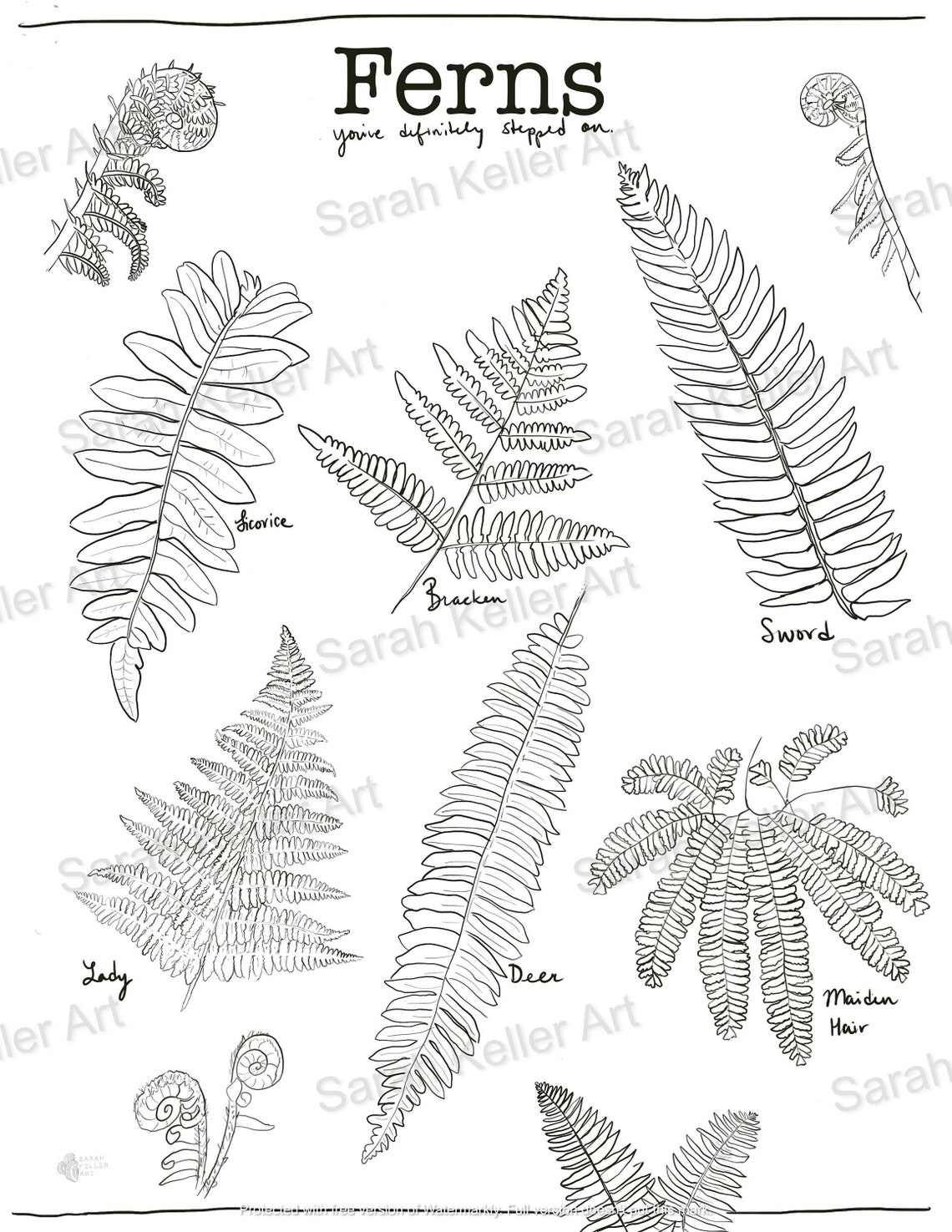 Ferns Colouring Sheet/ PNW Art/woodland Art/ Coloring Sheets - Etsy