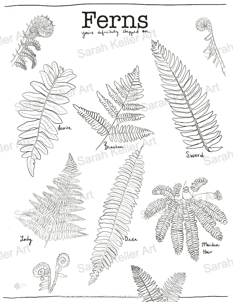 Ferns Colouring Sheet/ PNW Art/woodland Art/ Coloring Sheets - Etsy