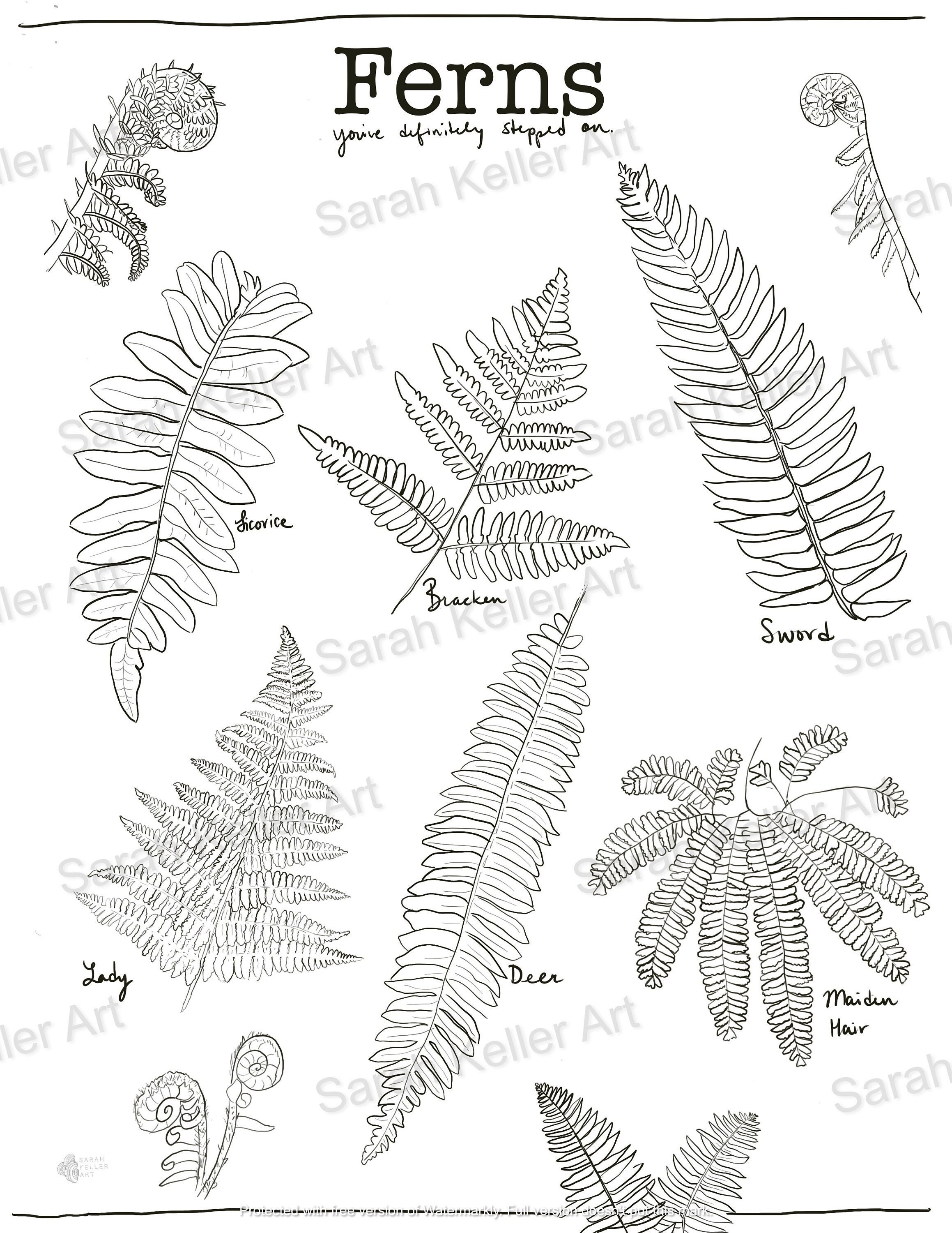 Ferns Colouring Sheet/ PNW Art/woodland Art/ Coloring Sheets - Etsy