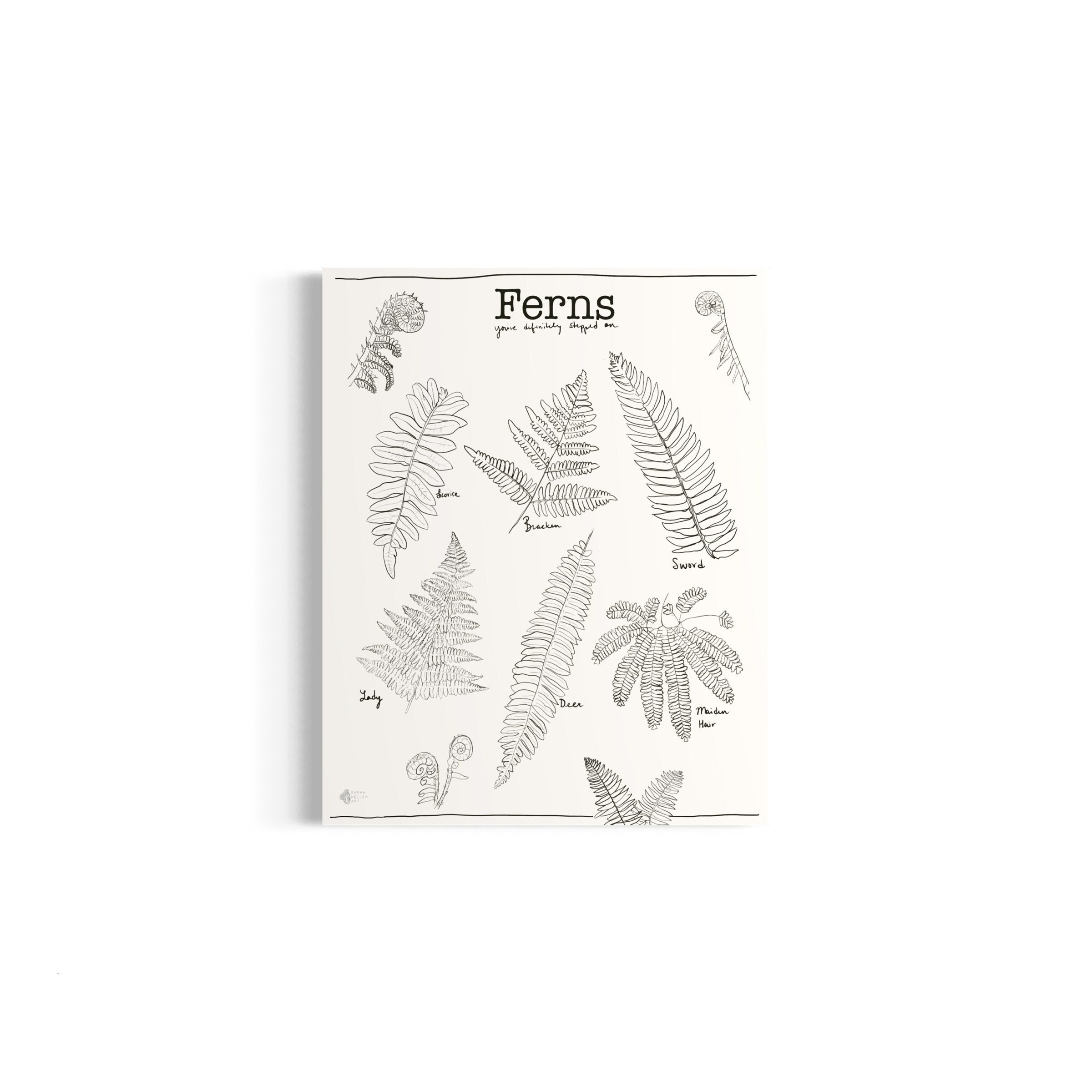 Ferns Colouring Sheet/ PNW Art/woodland Art/ Coloring Sheets - Etsy