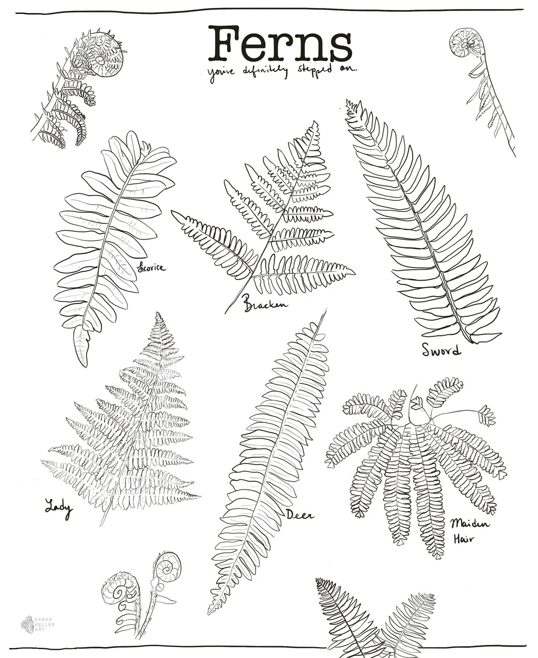 Ferns: You've Probably Stepped On/pnw Botanical Art/botanical ...