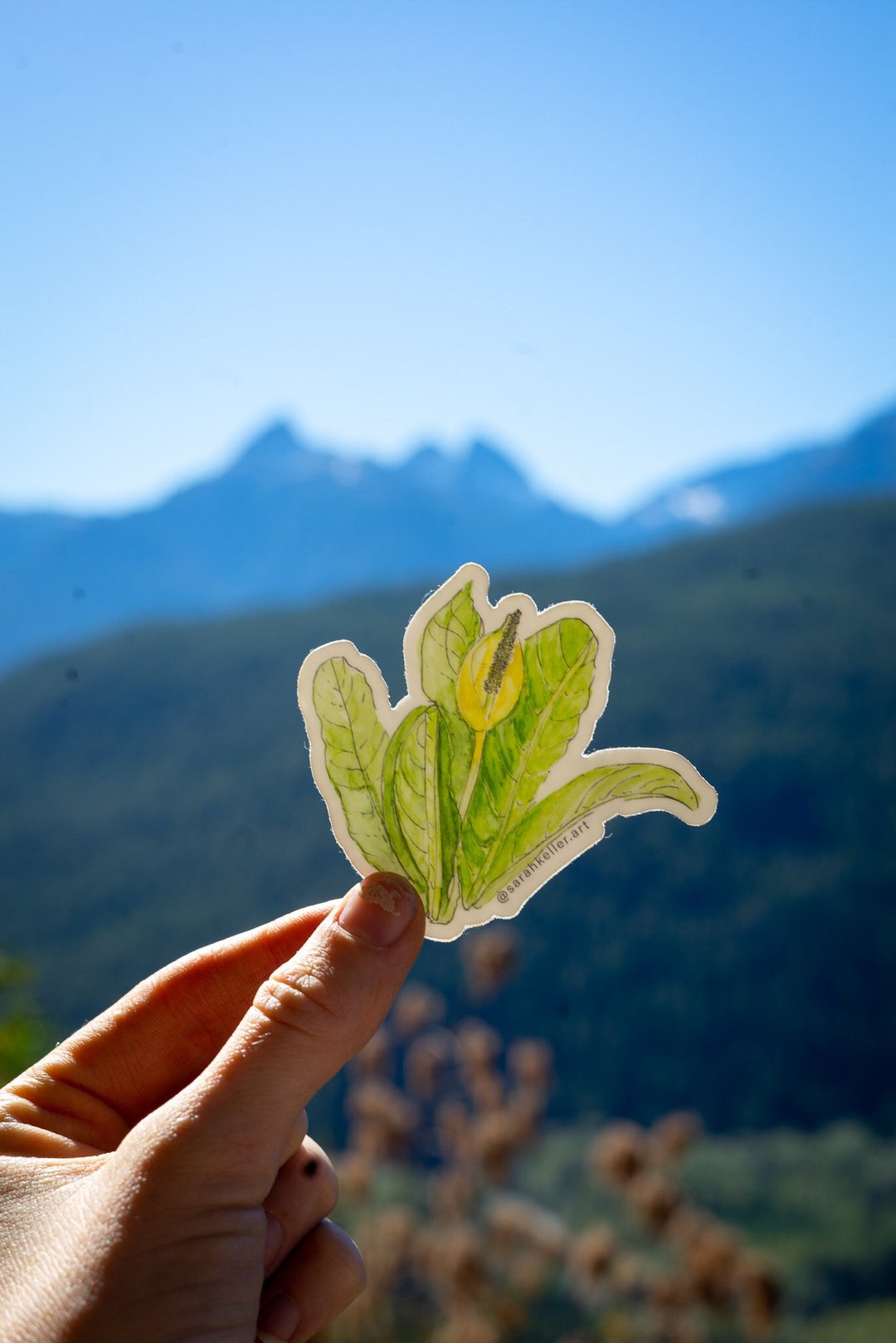 PNW Indigenous Plant Sticker Bundle/ PNW Art/ Pacific Northwest ...