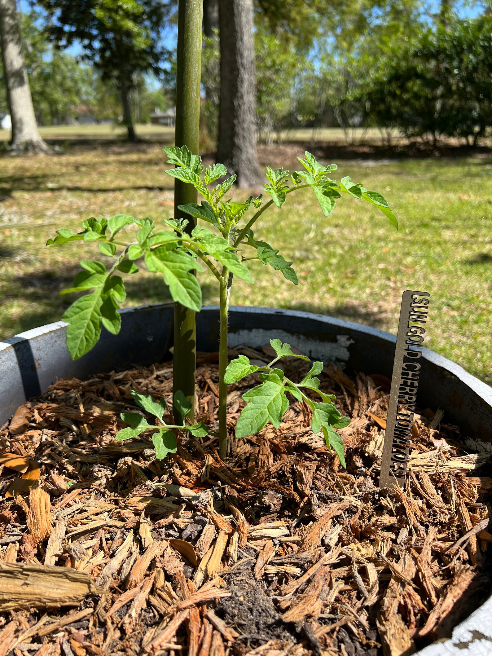 550 Plant Labels SVG Bundle File Garden Markers SVG - Etsy