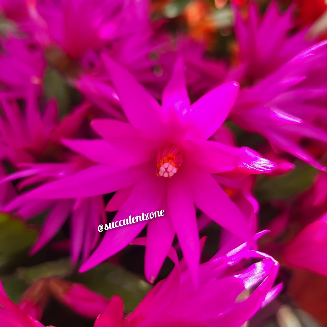 FUCHSIA Easter Cactus | Spring Cactus CUTTINGS Mixed Colors ...