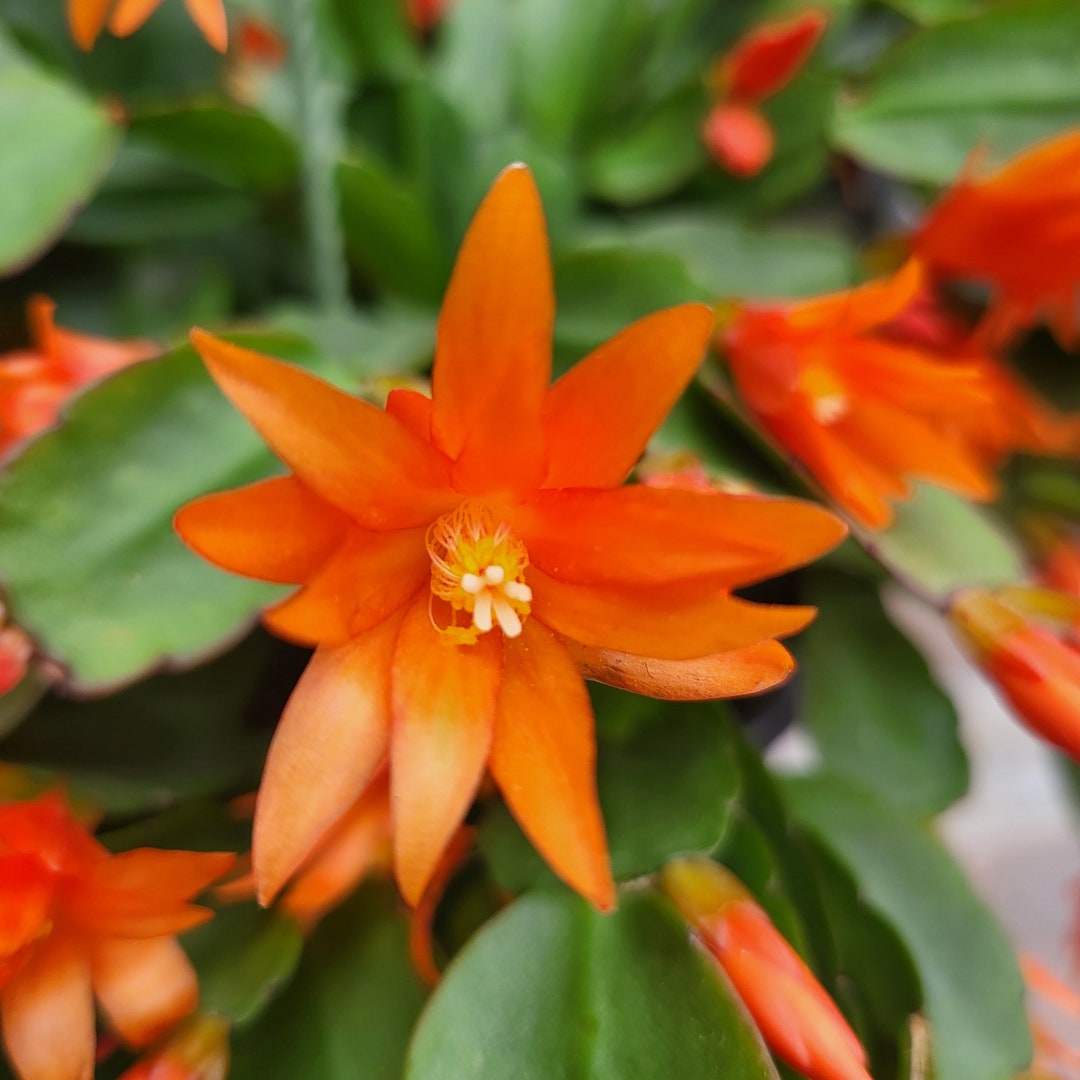 Orange Easter Cactus | Spring Cactus CUTTINGS Mixed Colors ...